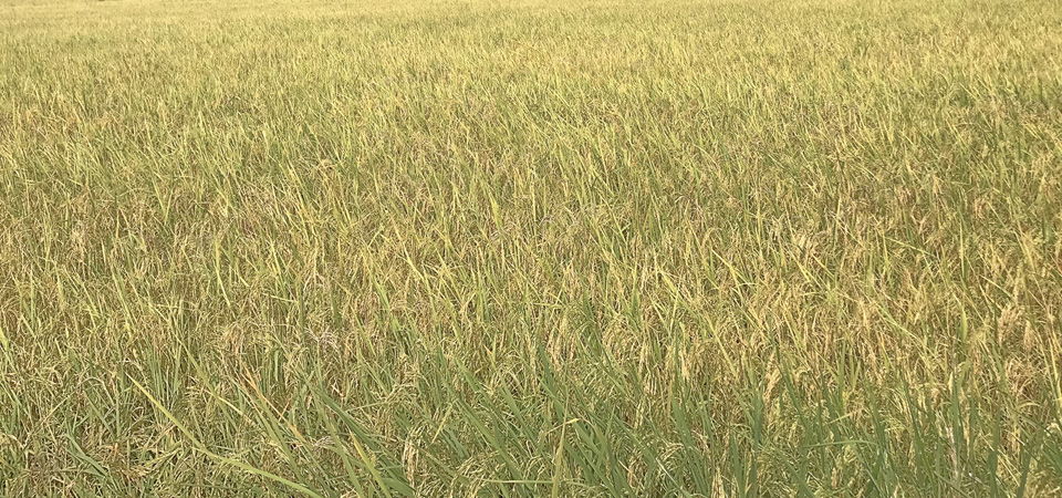 Seed Change A Must To Increase Paddy Production: Experts - RedVoiceNepal